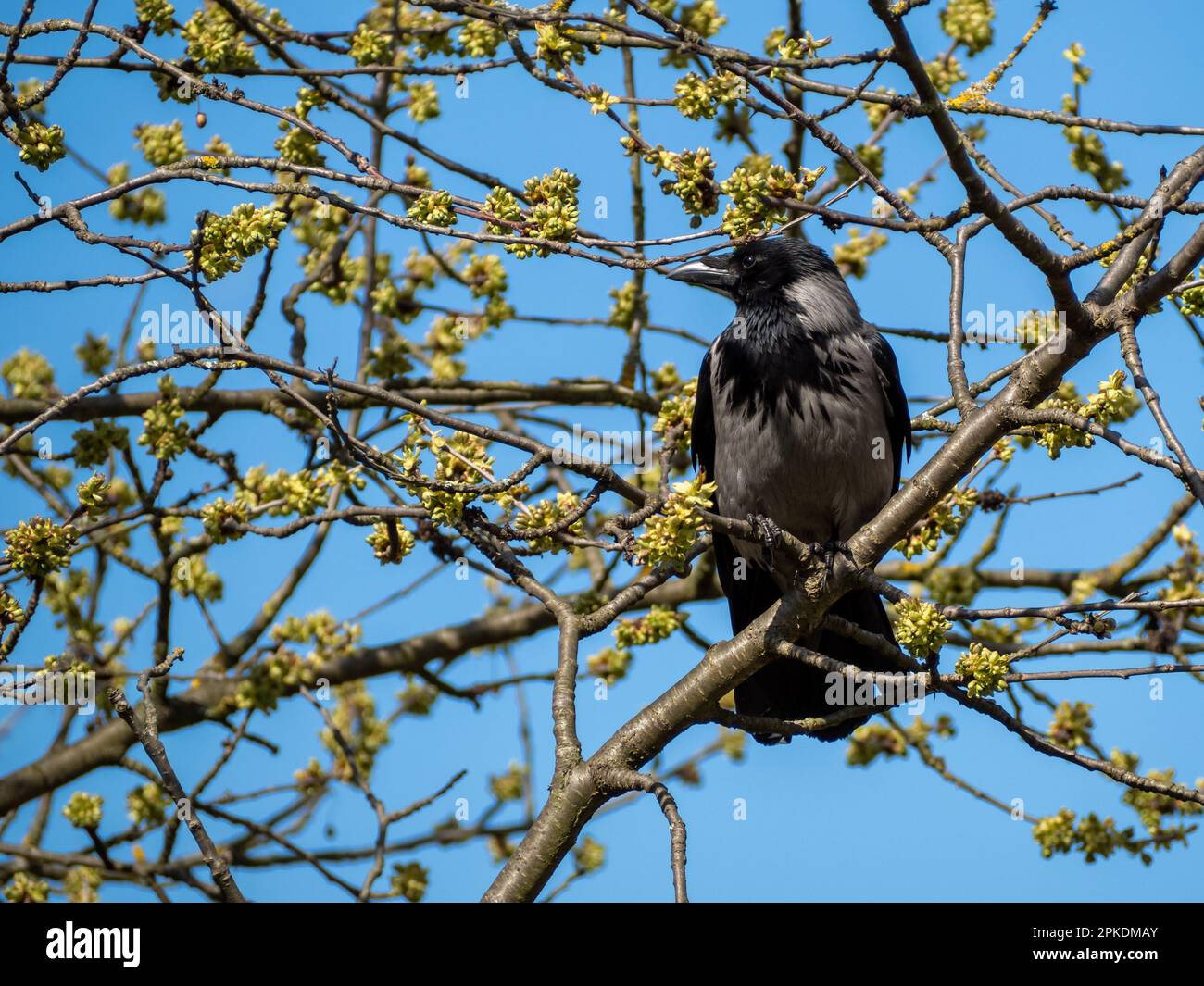 The crow sits on a tree branch. The bird is basking in the sun Stock ...
