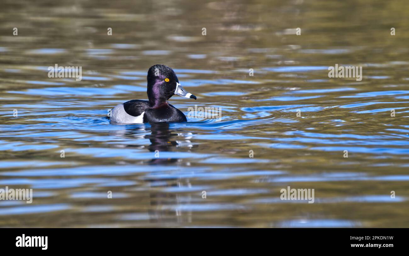 Landscape format of ring necked duck hi-res stock photography and ...