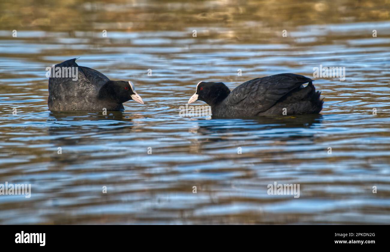 Landscape format of common coot hi-res stock photography and images - Alamy