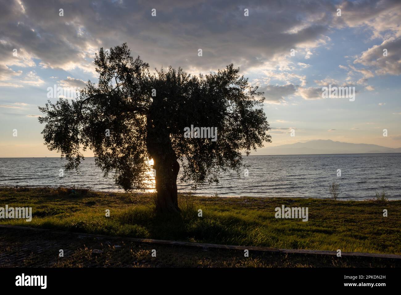 Sunset at the beach at the west coast of the island. Olive tree, Aegean ...