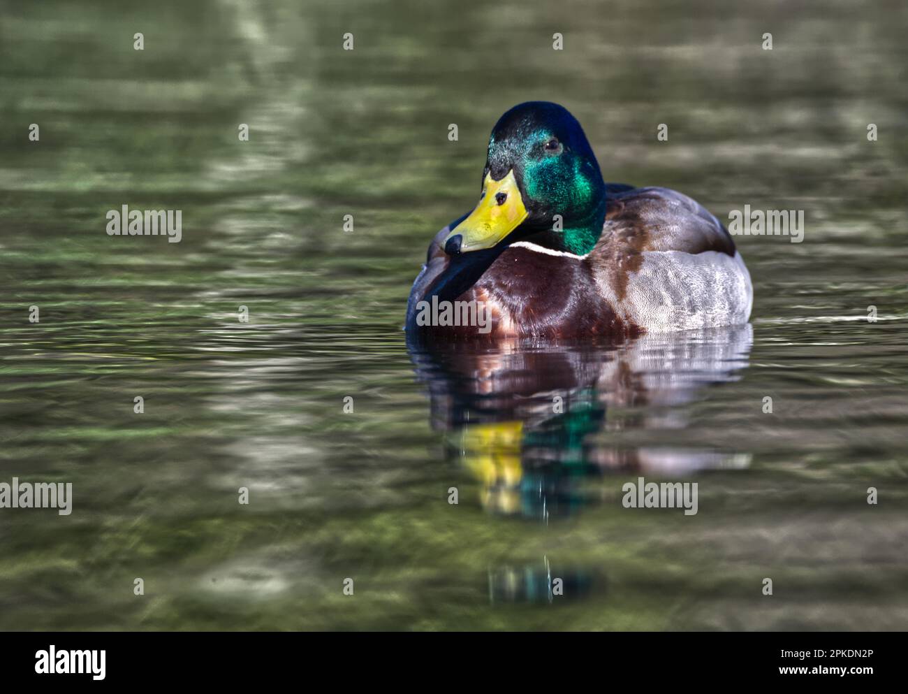 German duck breed hi-res stock photography and images - Alamy