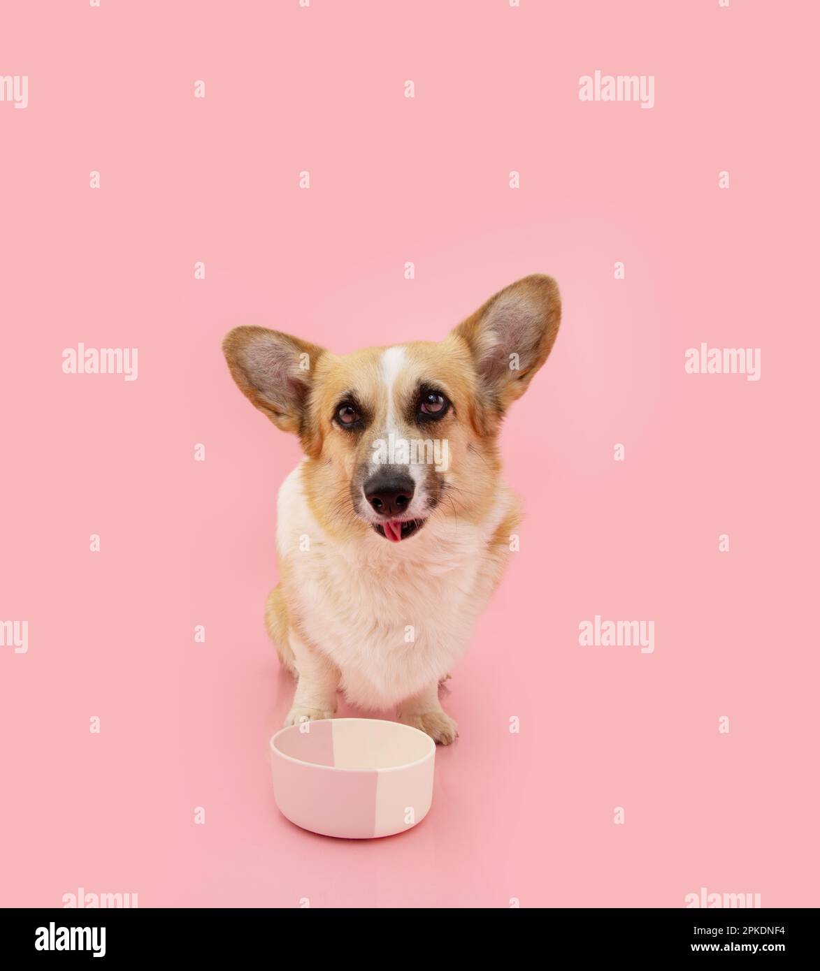 Portrait angry welsh corgi pembroke dog eating food with a bowl ...