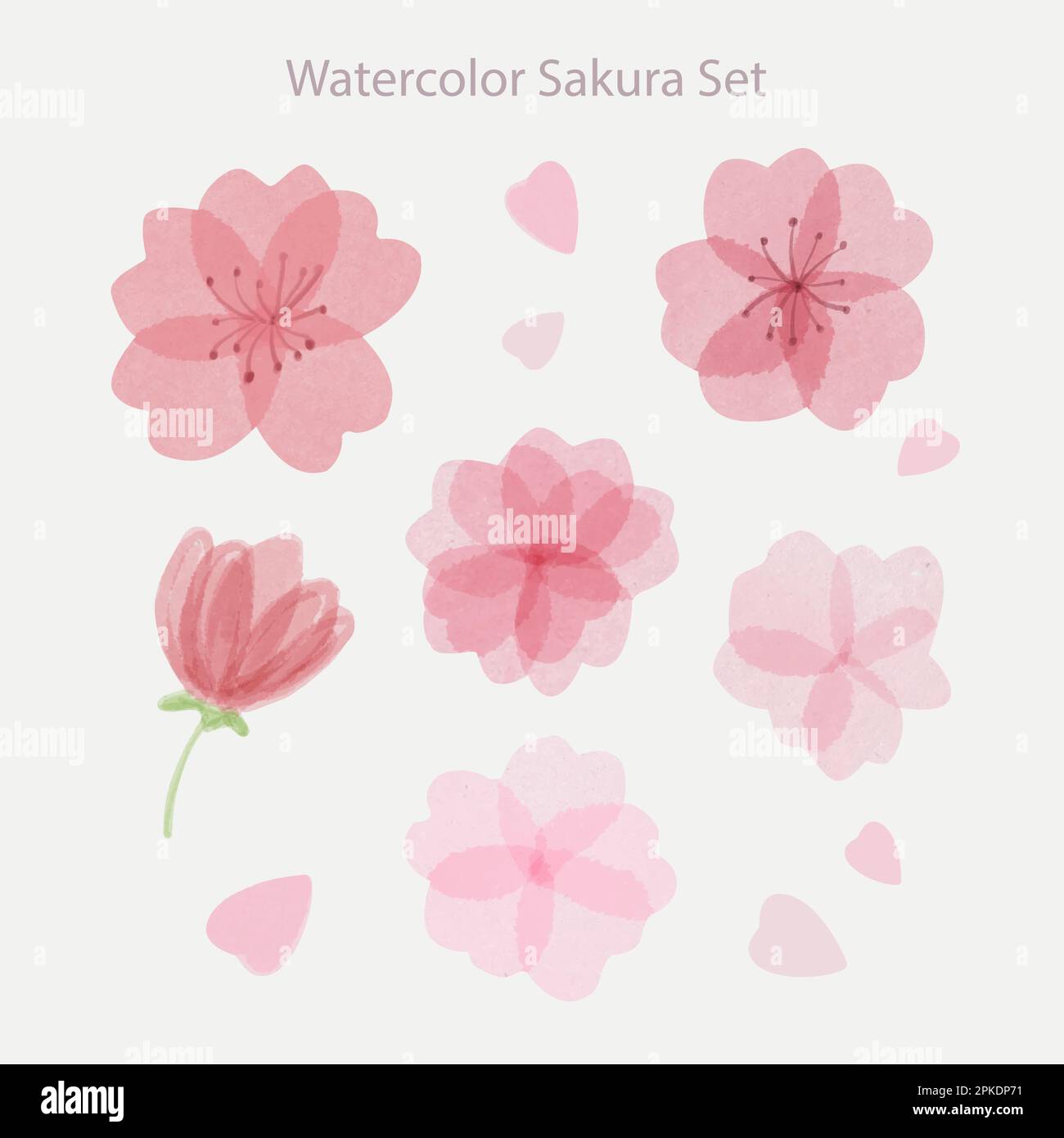 Set of beautiful hand drawn watercolor sakura flowers with petals Stock ...