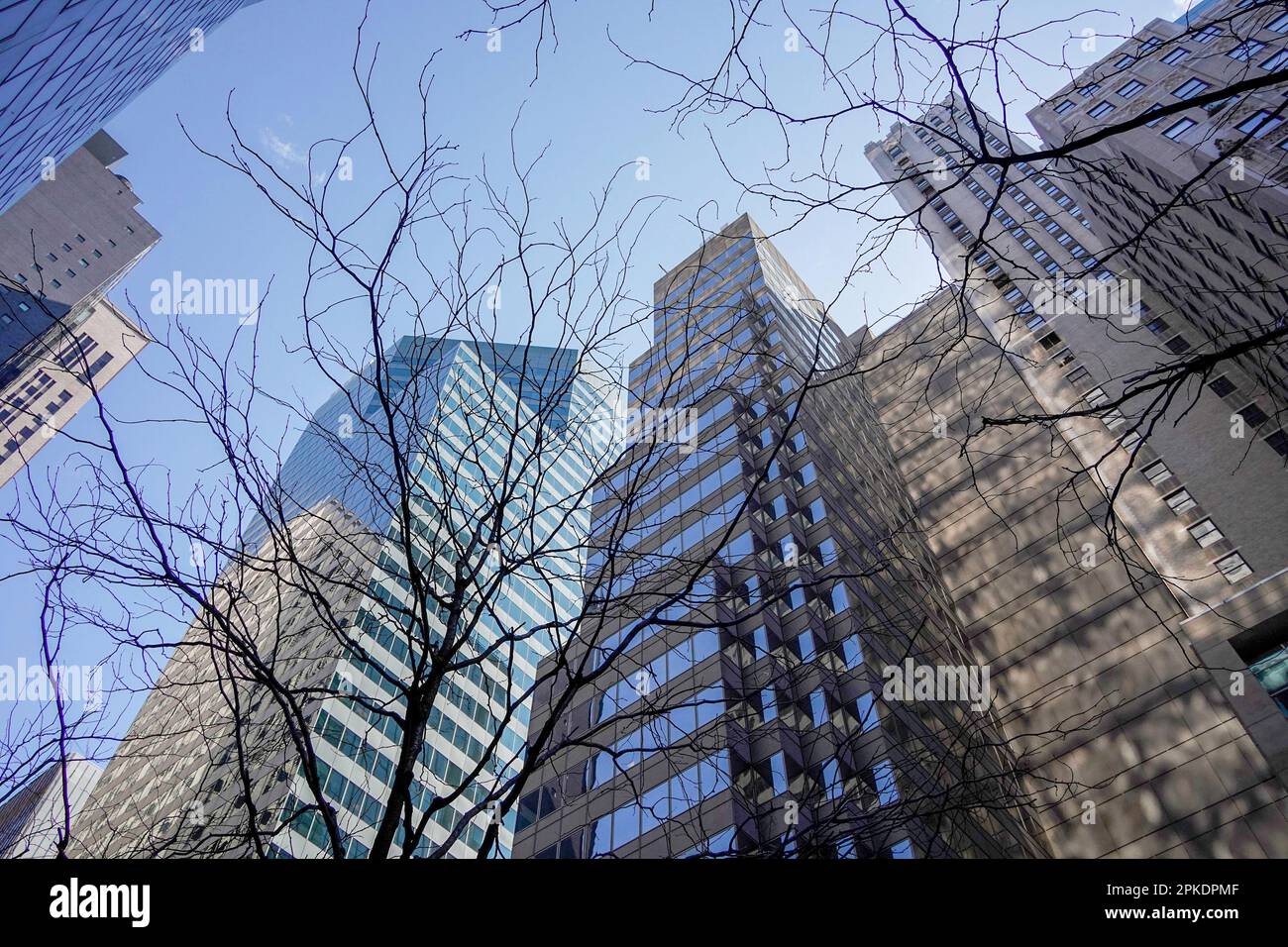 tree blossom in new york city manhattan skyscrapers view from the ...