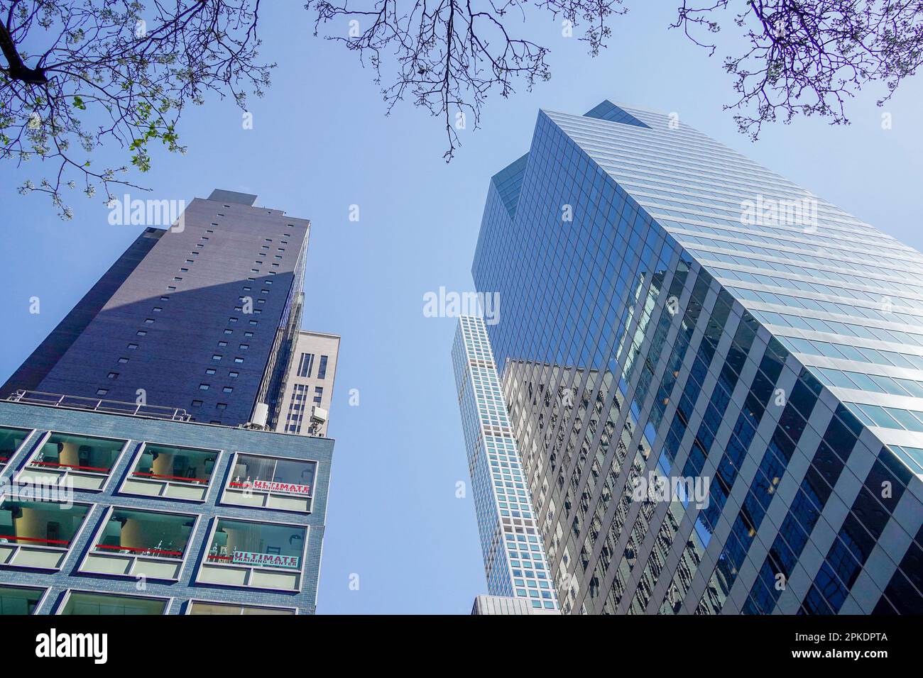 tree blossom in new york city manhattan skyscrapers view from the ...