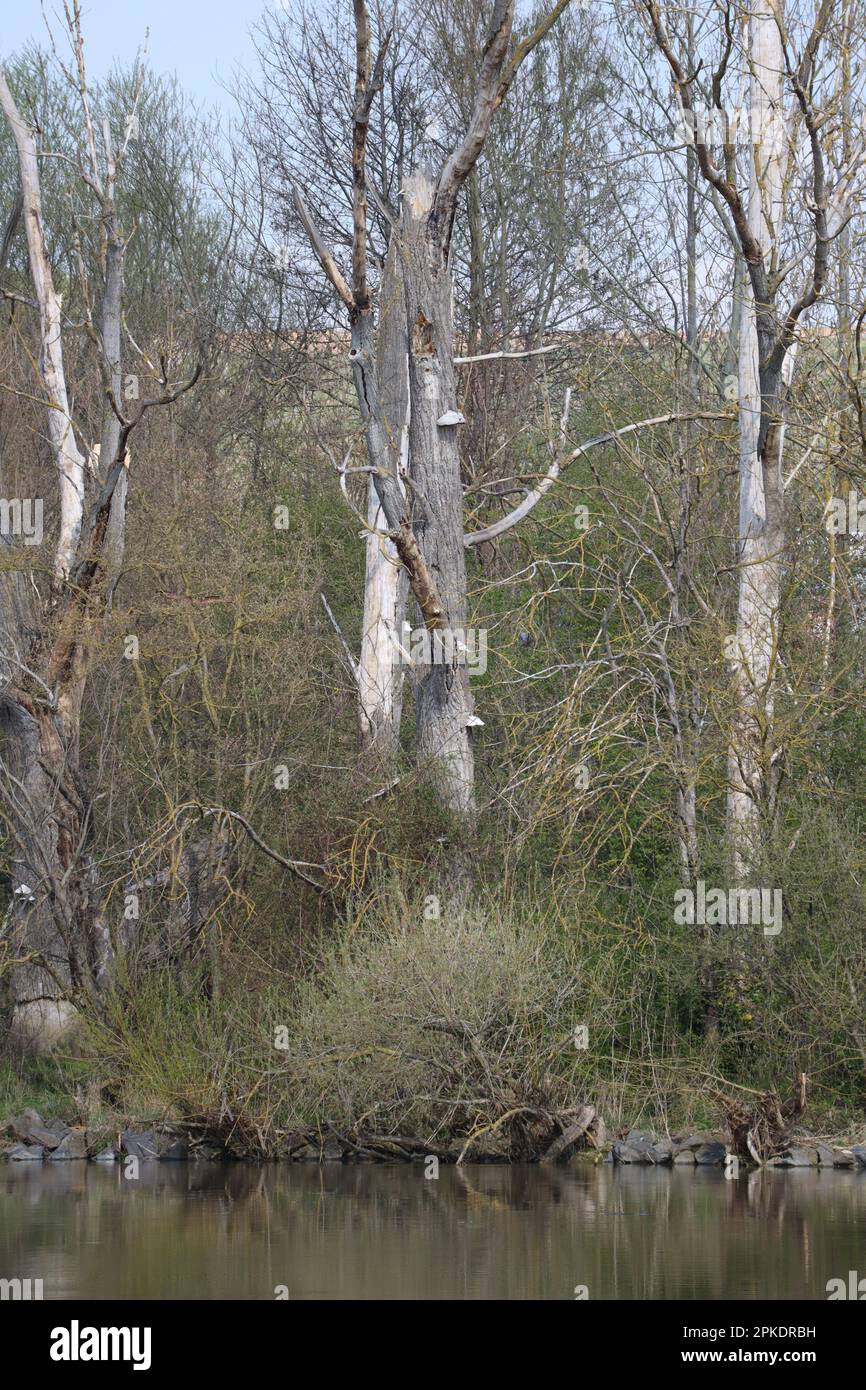 a Bird droppings damage Trees Stock Photo - Alamy