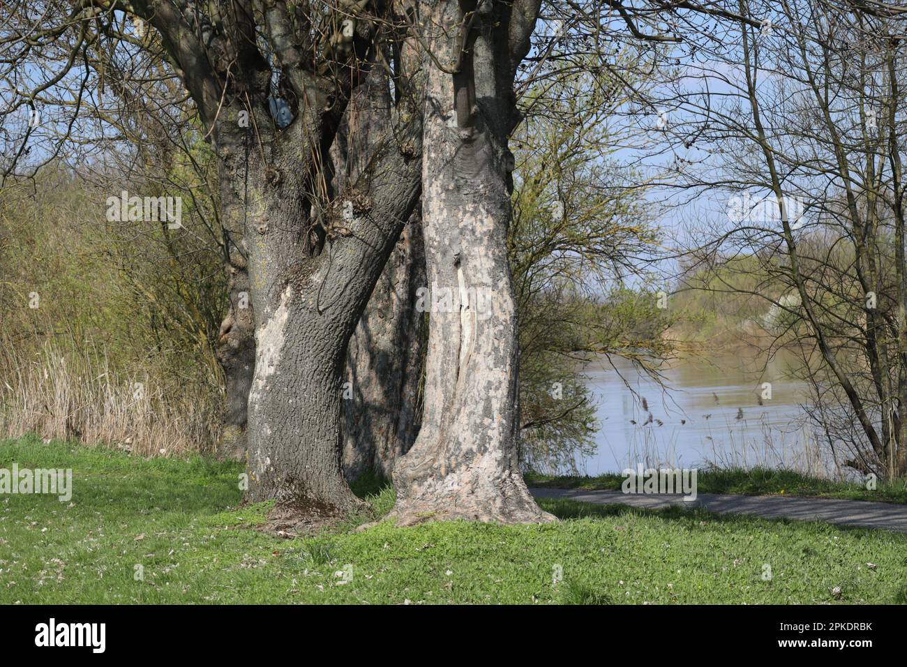 battered Trees by the River Stock Photo - Alamy