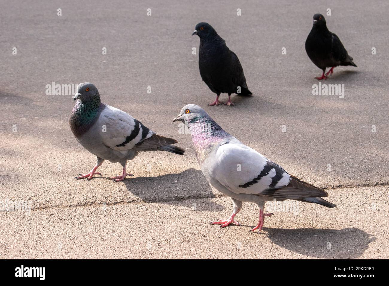 Feral Pigeons, Birds, and Nature on the Street in the City of Vienna ...