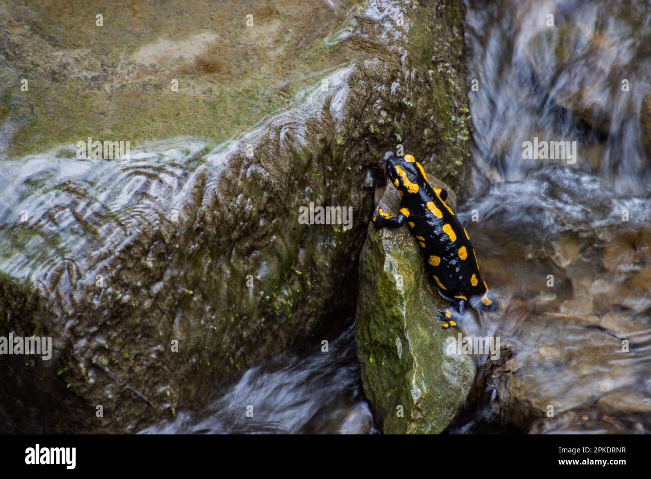 Rare black fire salamander hi-res stock photography and images - Alamy
