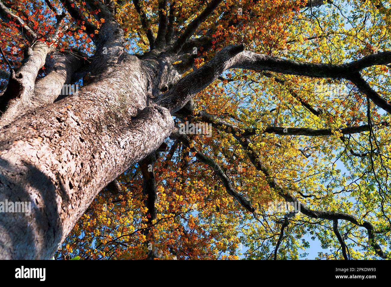 Big old tree in hi-res stock photography and images - Alamy