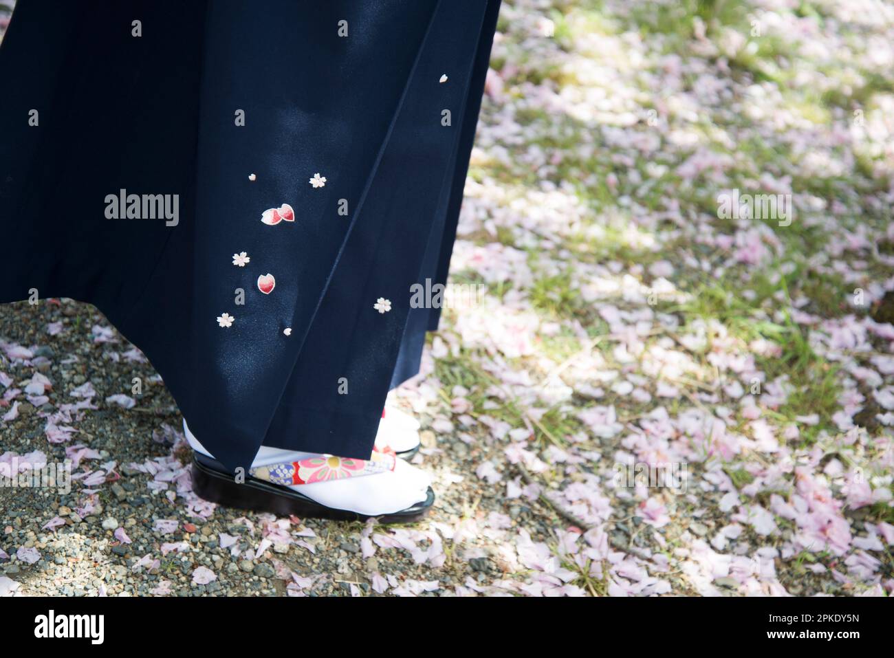 Cherry Petals and Hakama Woman's Feet Stock Photo - Alamy
