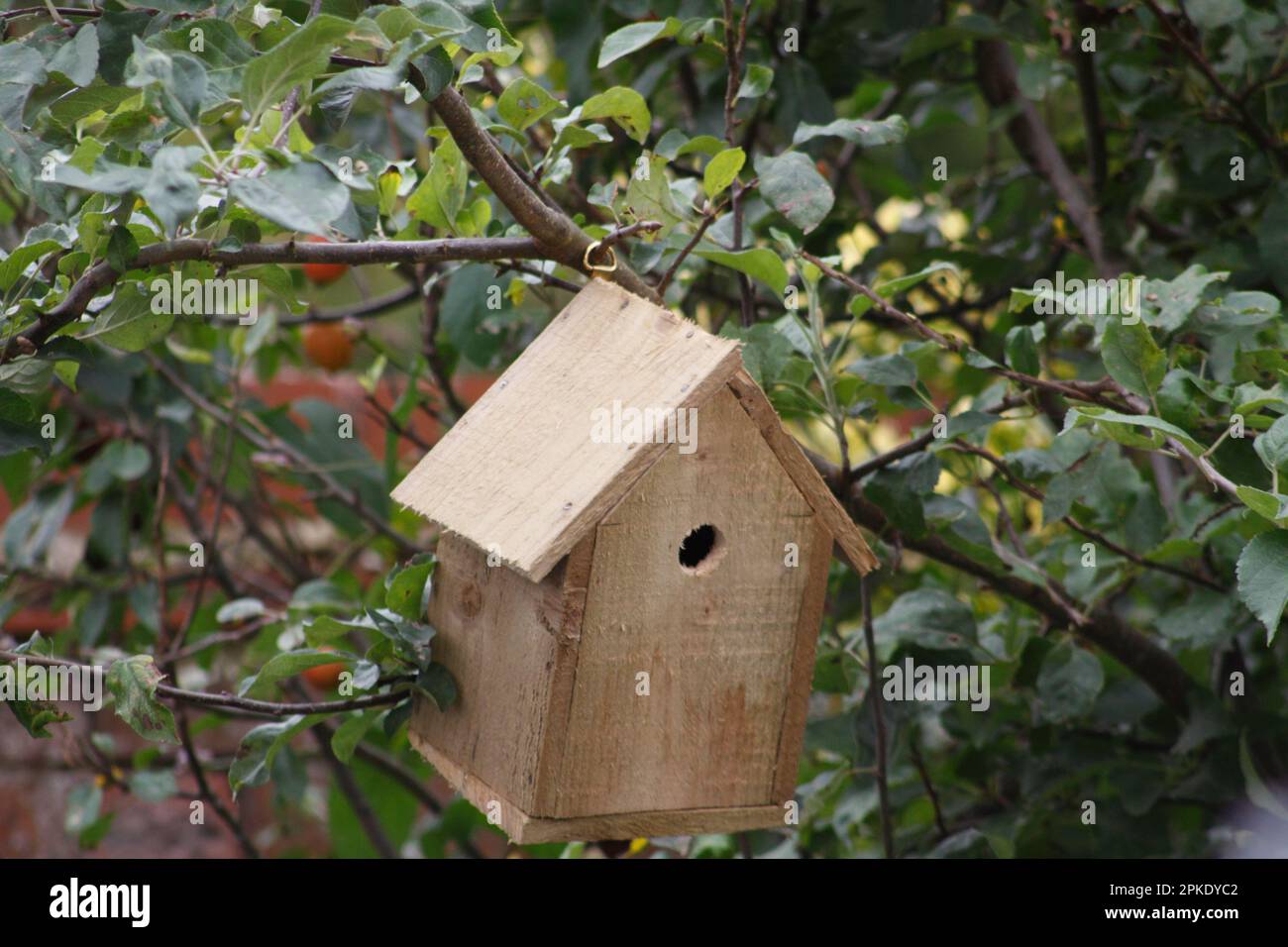Homemade Bird Box hanging from an apple tree in the Cotswold village of ...