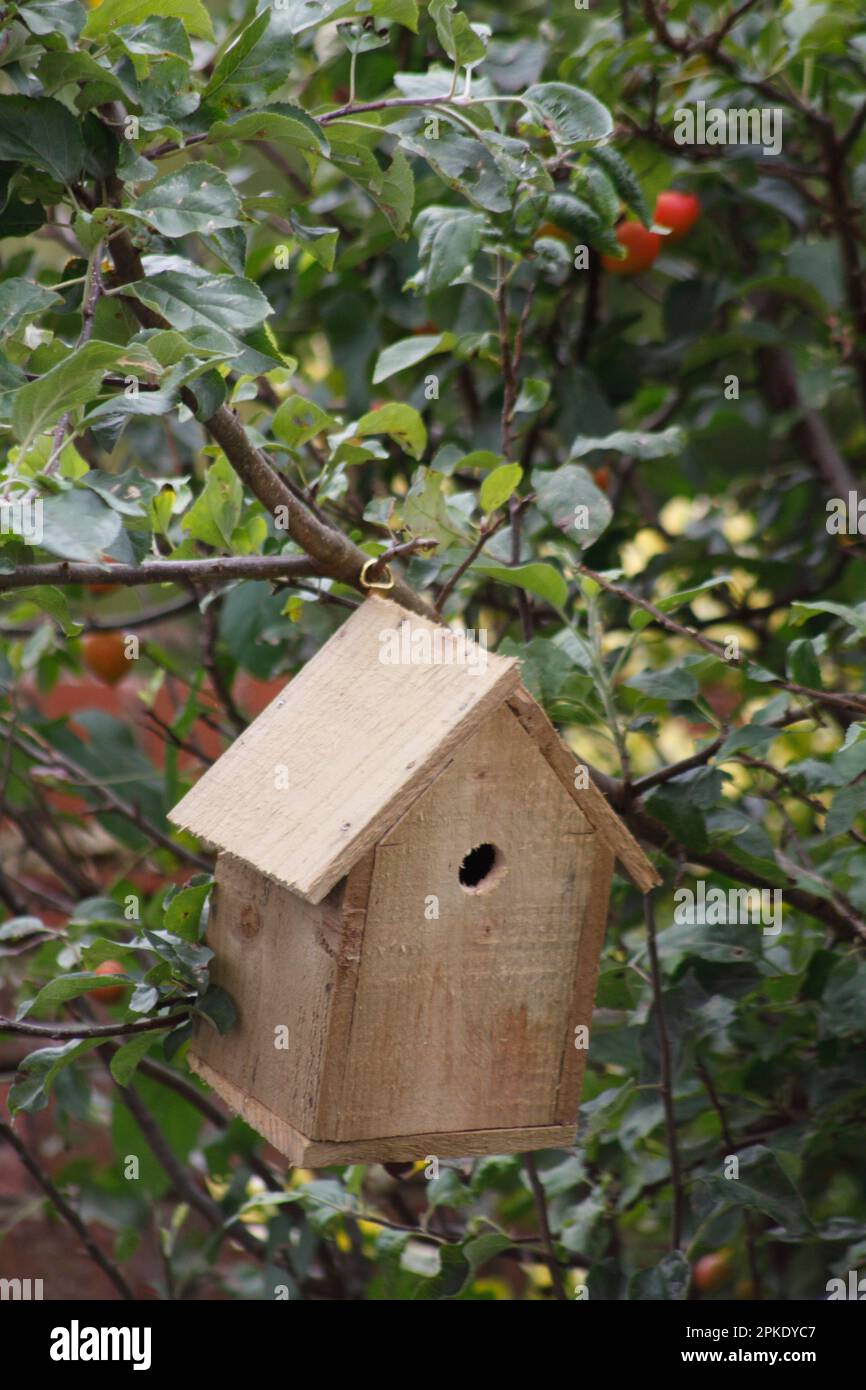 Homemade Bird Box hanging from an apple tree in the Cotswold village of ...