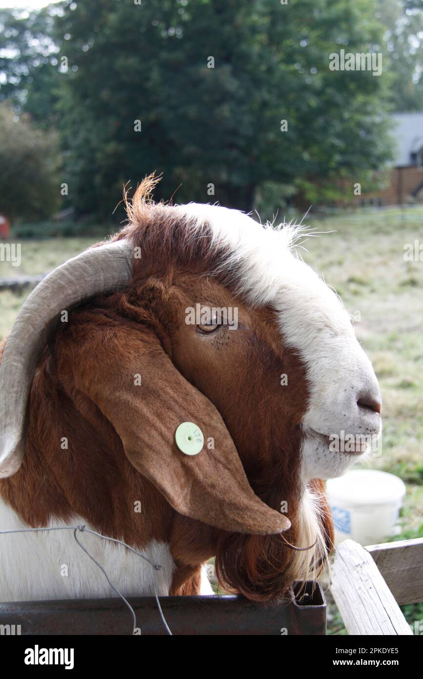 Male Goat (Capra hircus) posing for the camera on a Gate Stock Photo ...