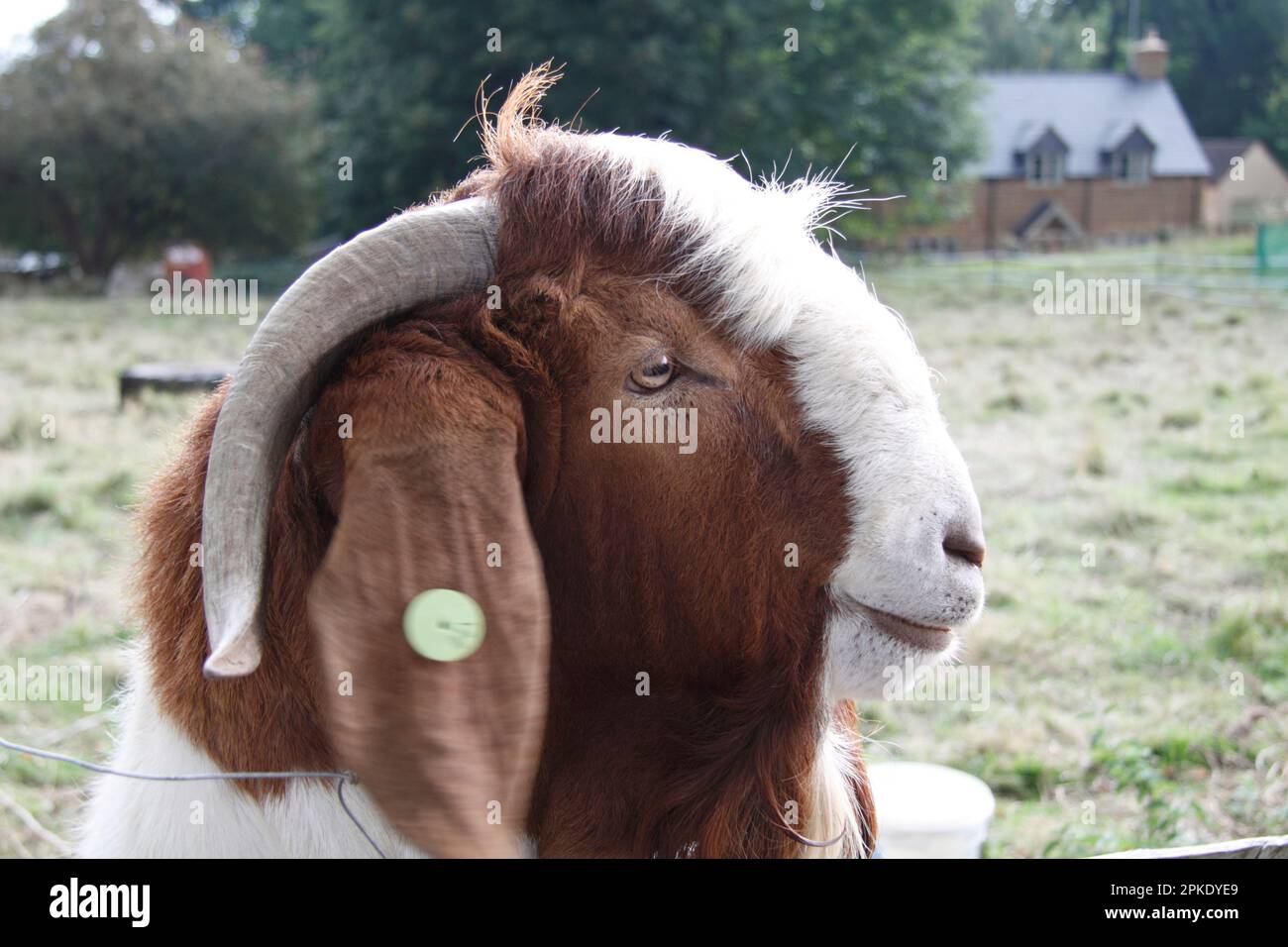 Male Goat (Capra hircus) posing for the camera on a Gate Stock Photo ...