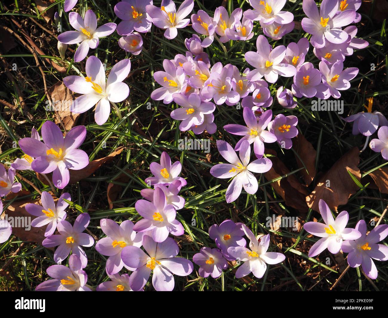 Cluster of crocus flowers dappled in low sunlight herald the advent of ...