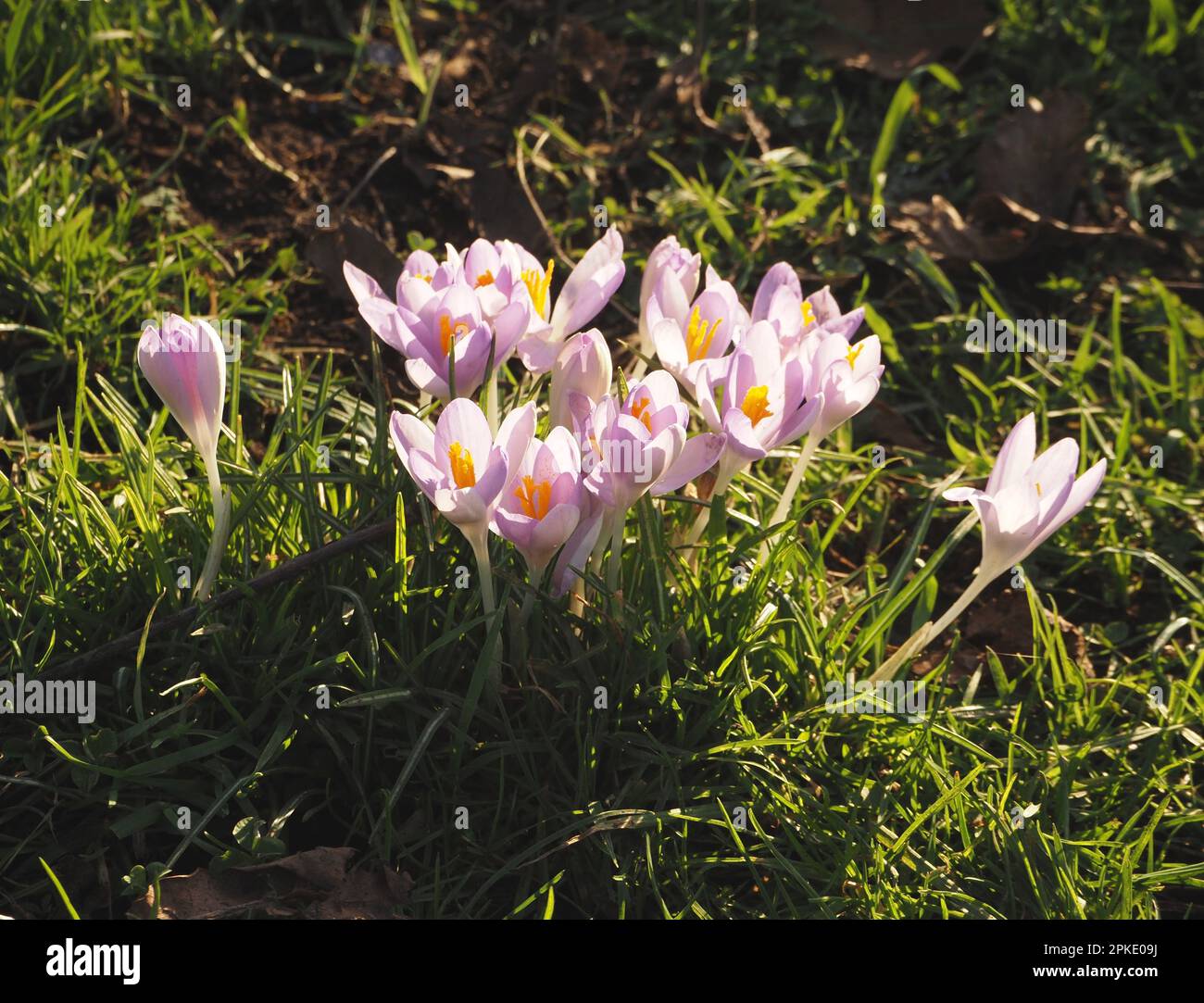 Cluster of crocus flowers dappled in low sunlight herald the advent of ...