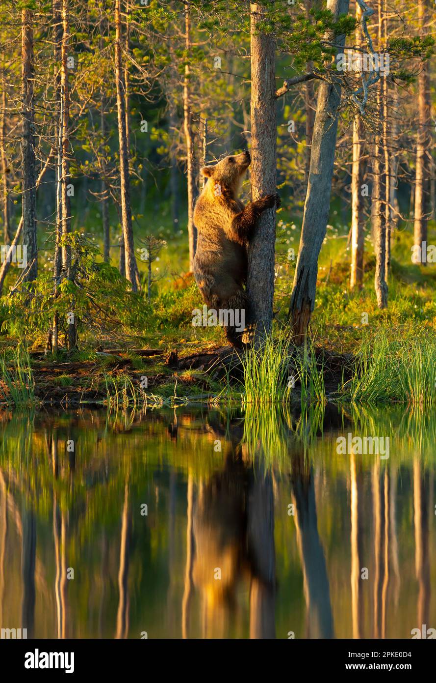 Grizzly bear climbing tree hi-res stock photography and images - Alamy