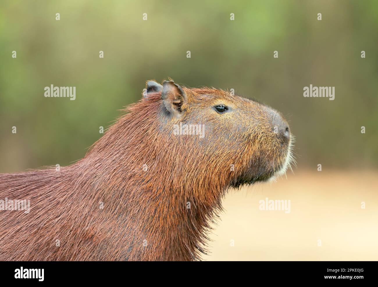 Capybara on beach hi-res stock photography and images - Alamy