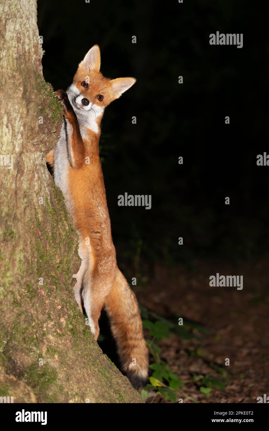 Close up of a curious red fox leaning against a tree in the forest, UK ...