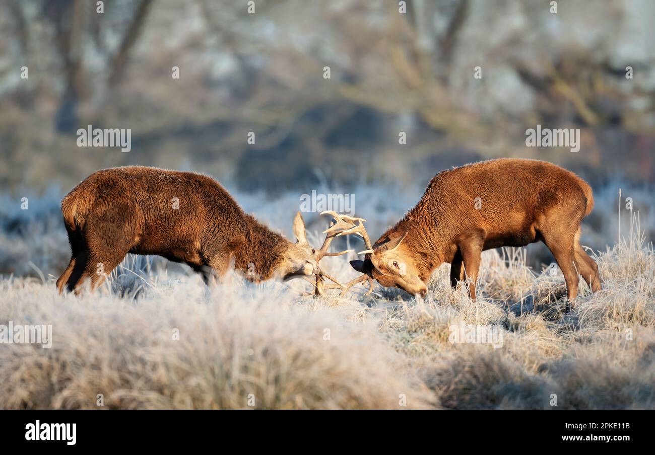 Two stags in winter hi-res stock photography and images - Alamy