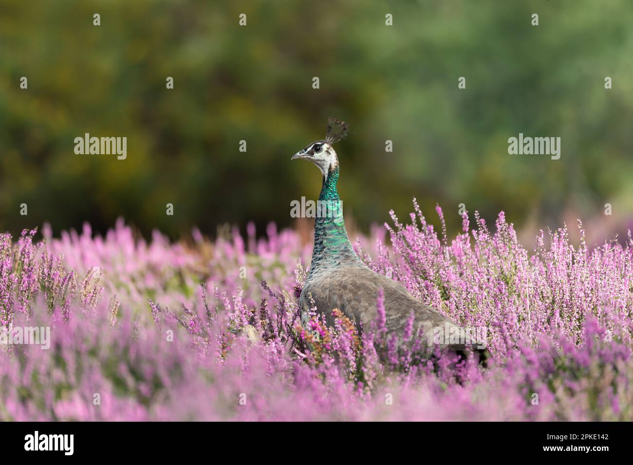 Pink peacock bird hi-res stock photography and images - Alamy