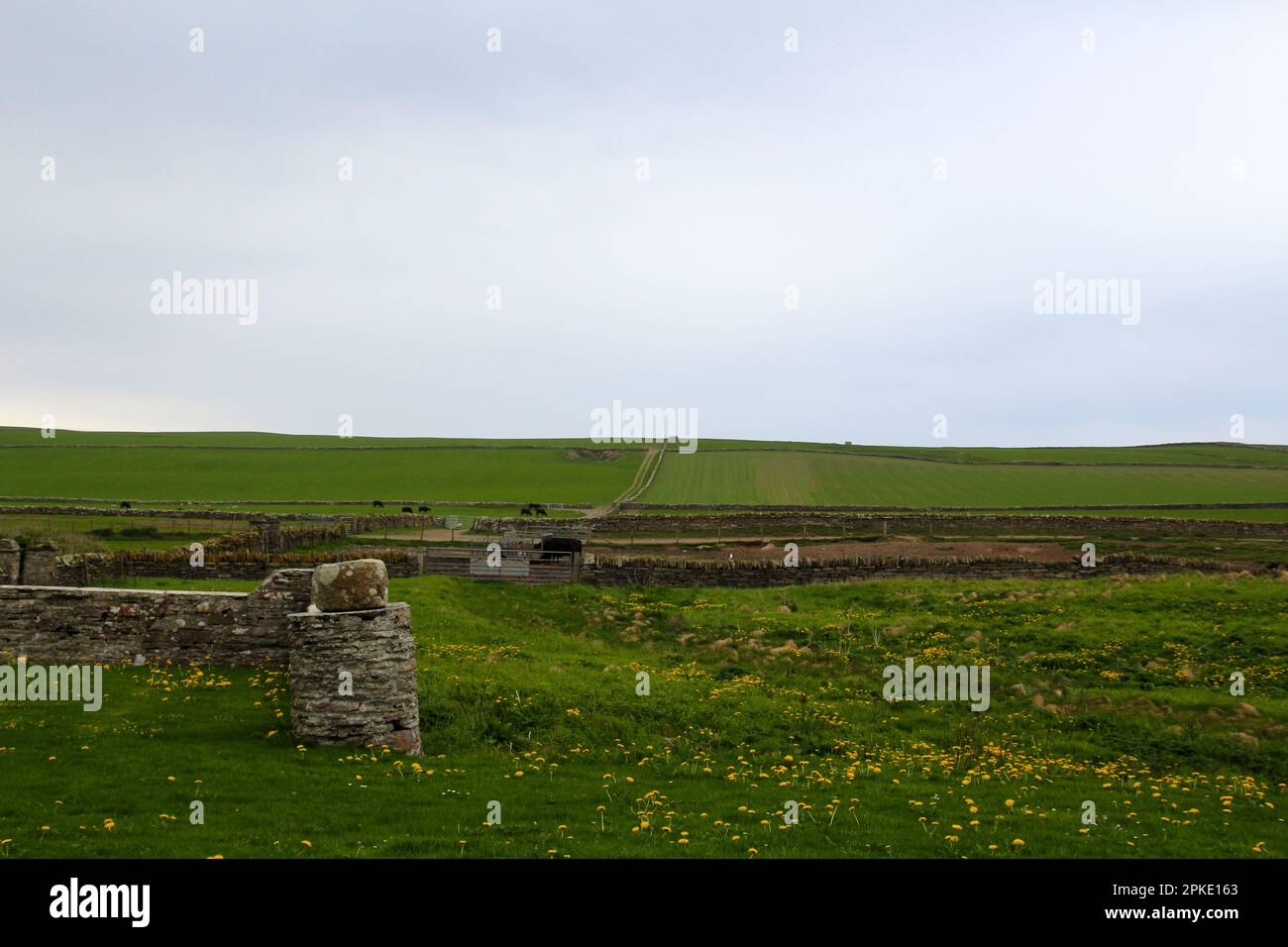 Scottish landscape at Orkney Isle of Mainland, Scotland Stock Photo - Alamy