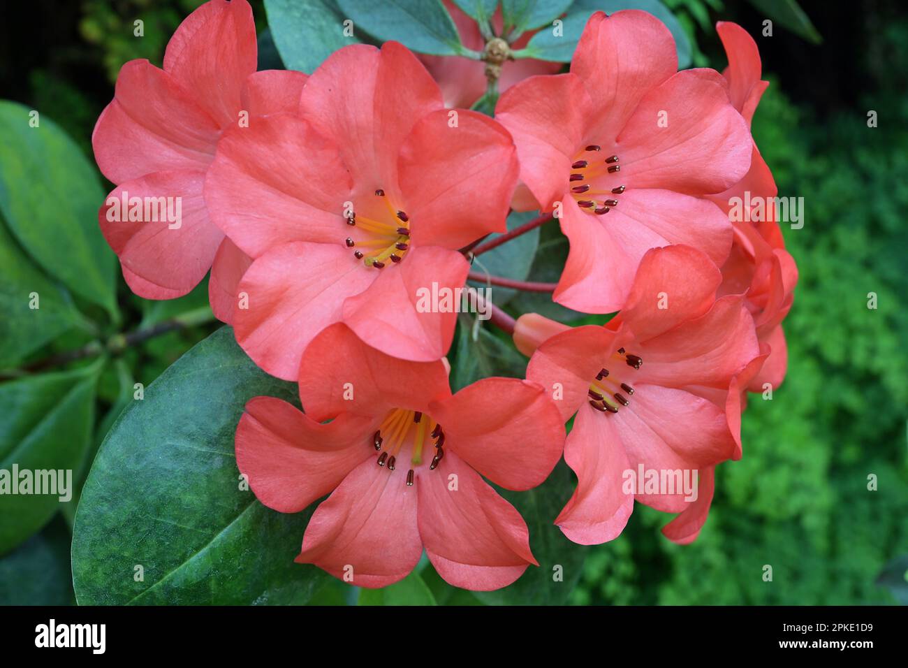 Close-up of bright salmon red flowers of Rhododendron vireya sp ...