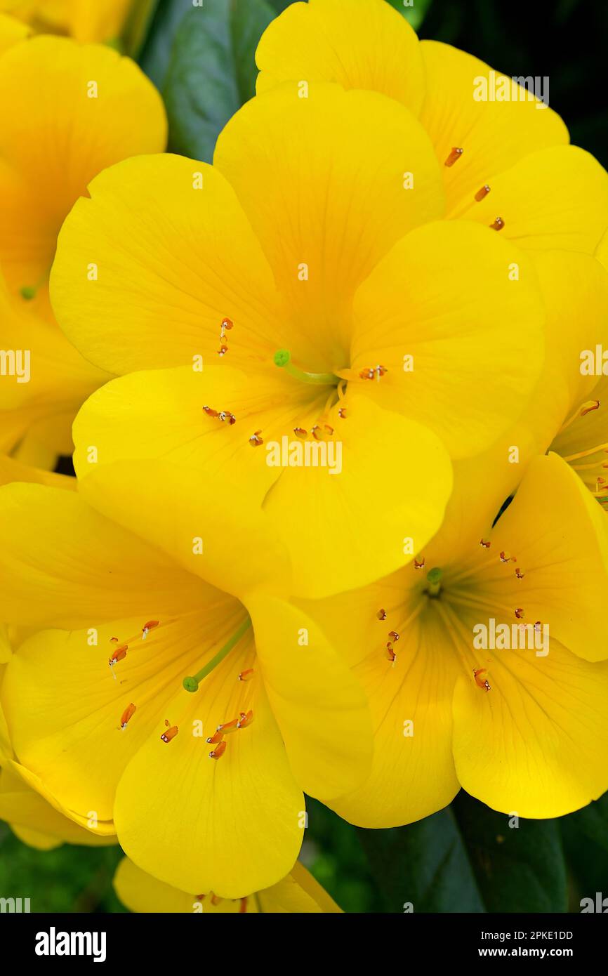 Brilliant yellow flowers of Rhododendron vireya sp Stock Photo - Alamy