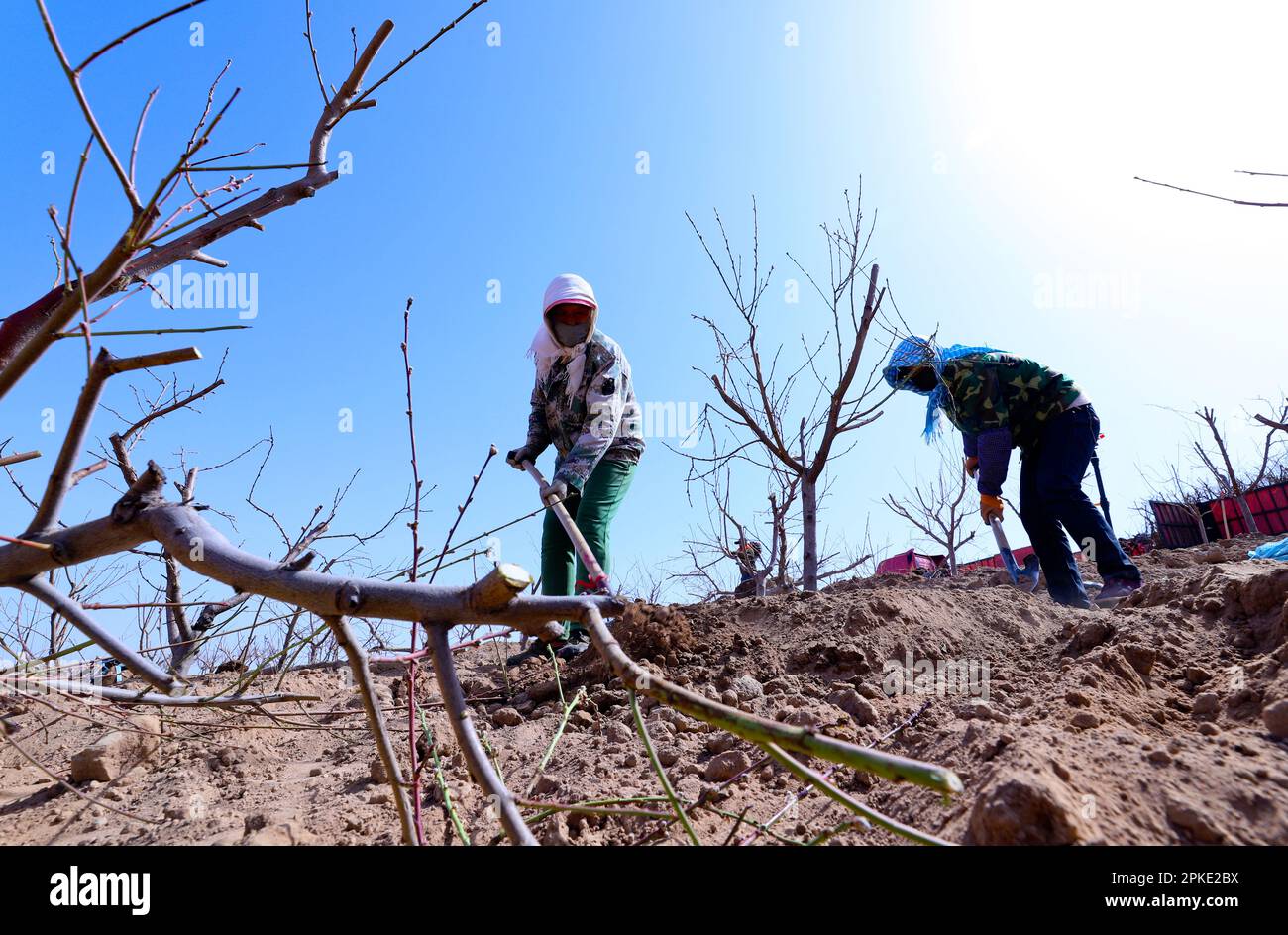 ZHANGYE, CHINA - APRIL 7, 2023 - People shovel soil, help trees ...