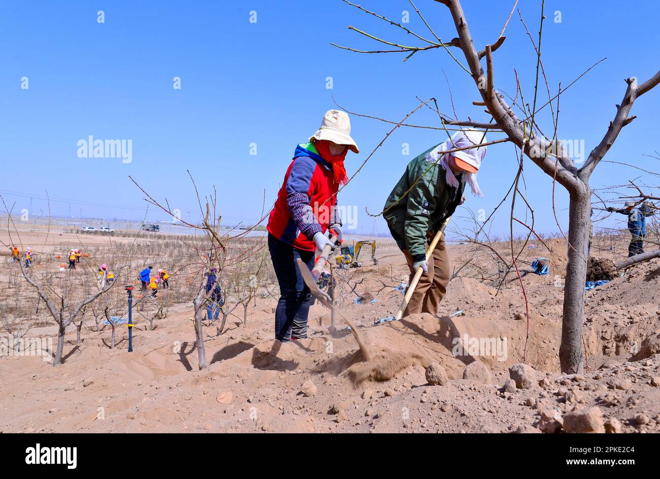 ZHANGYE, CHINA - APRIL 7, 2023 - People shovel soil, help trees ...