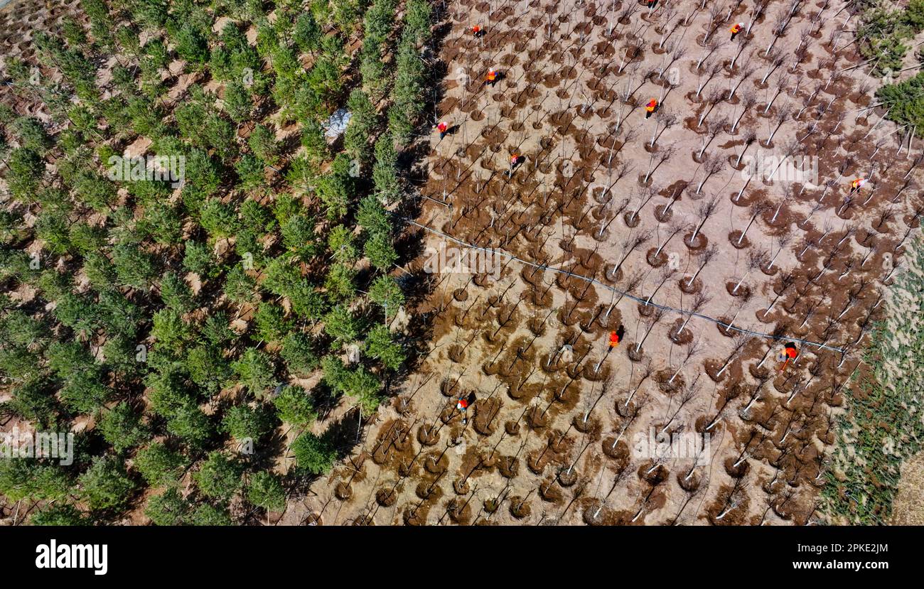 ZHANGYE, CHINA - APRIL 7, 2023 - People shovel soil, help trees ...