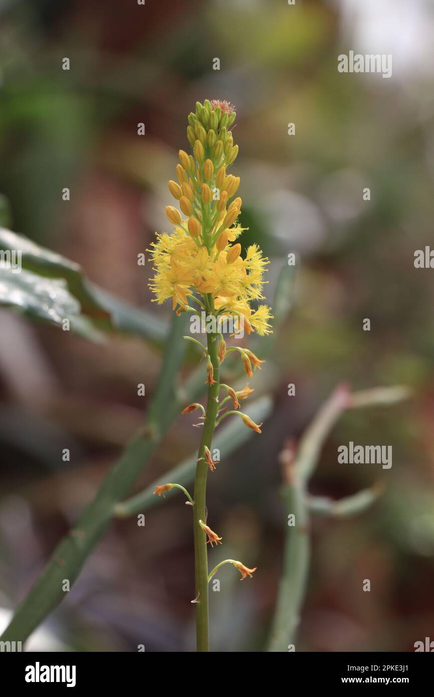 Blooming flower of Aloaceae Bulbine alooides Stock Photo - Alamy