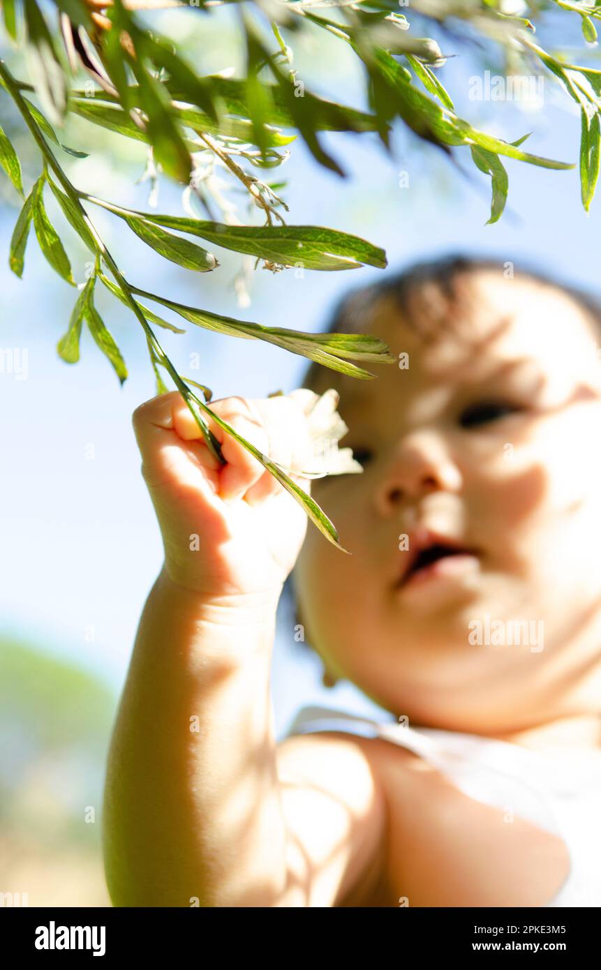 Baby touching flower Stock Photo - Alamy