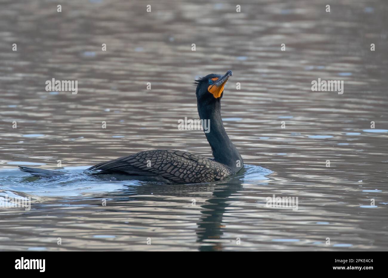 Double-crested Cormorant swimming in a local pond in Canada Stock Photo ...