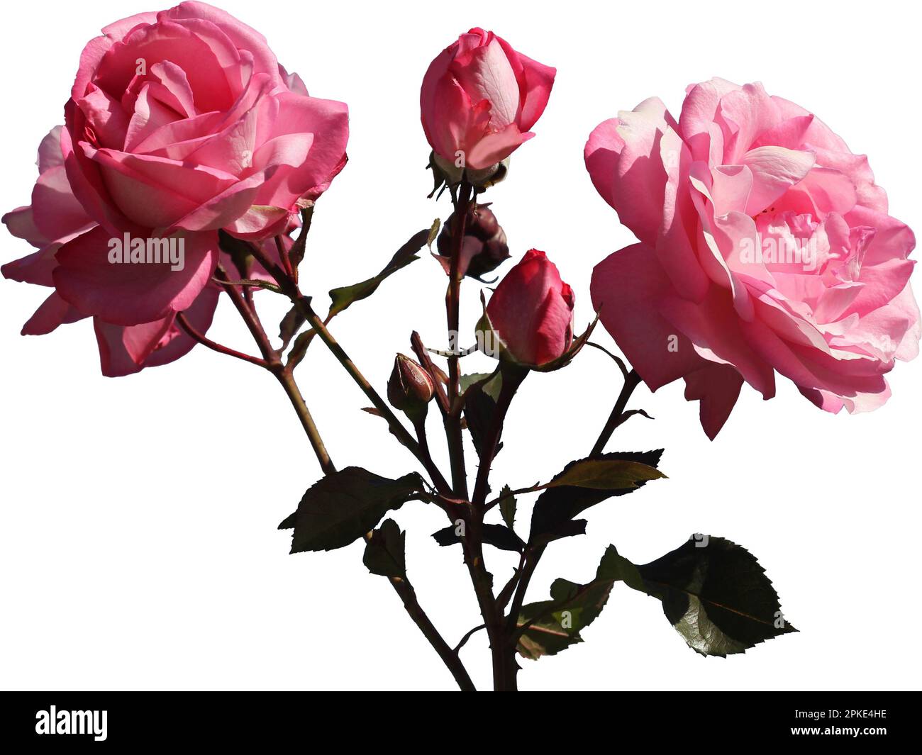Pink rosebuds and blooming roses, branch of roses, isolated against ...
