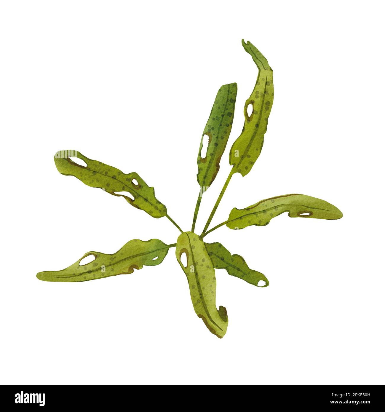 Seaweed isolated on a white background. Watercolor illustration of a ...