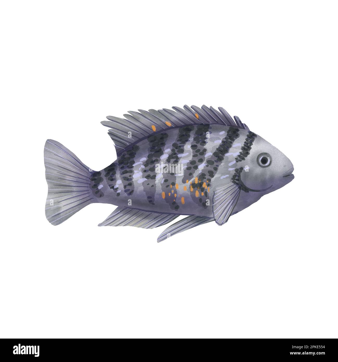 Gray exotic striped fish isolated on white background. Watercolor ...