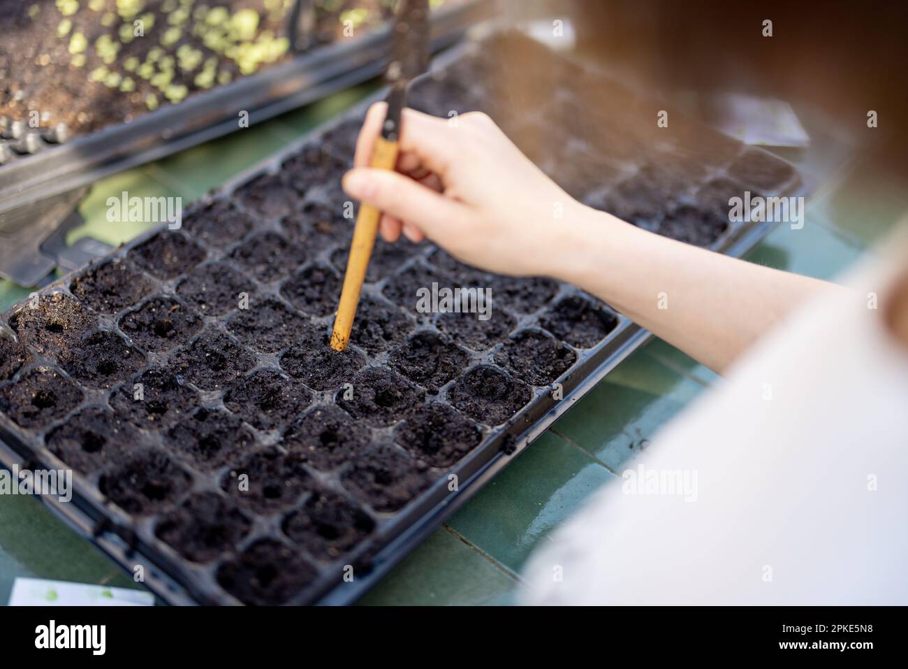 The process of sowing seeds into seedling trays Stock Photo - Alamy