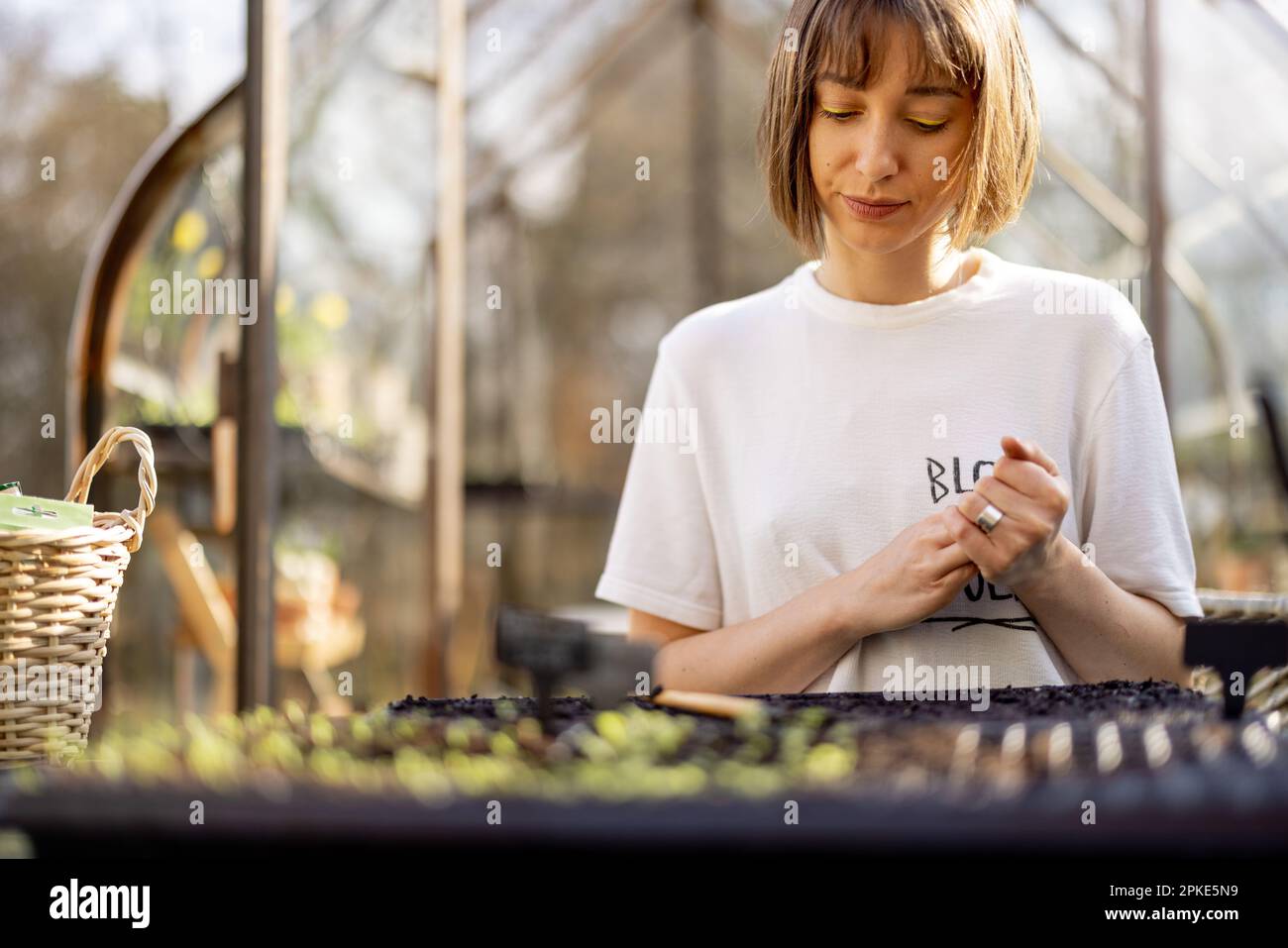 Process sowing seeds growing seedlings hi-res stock photography and ...