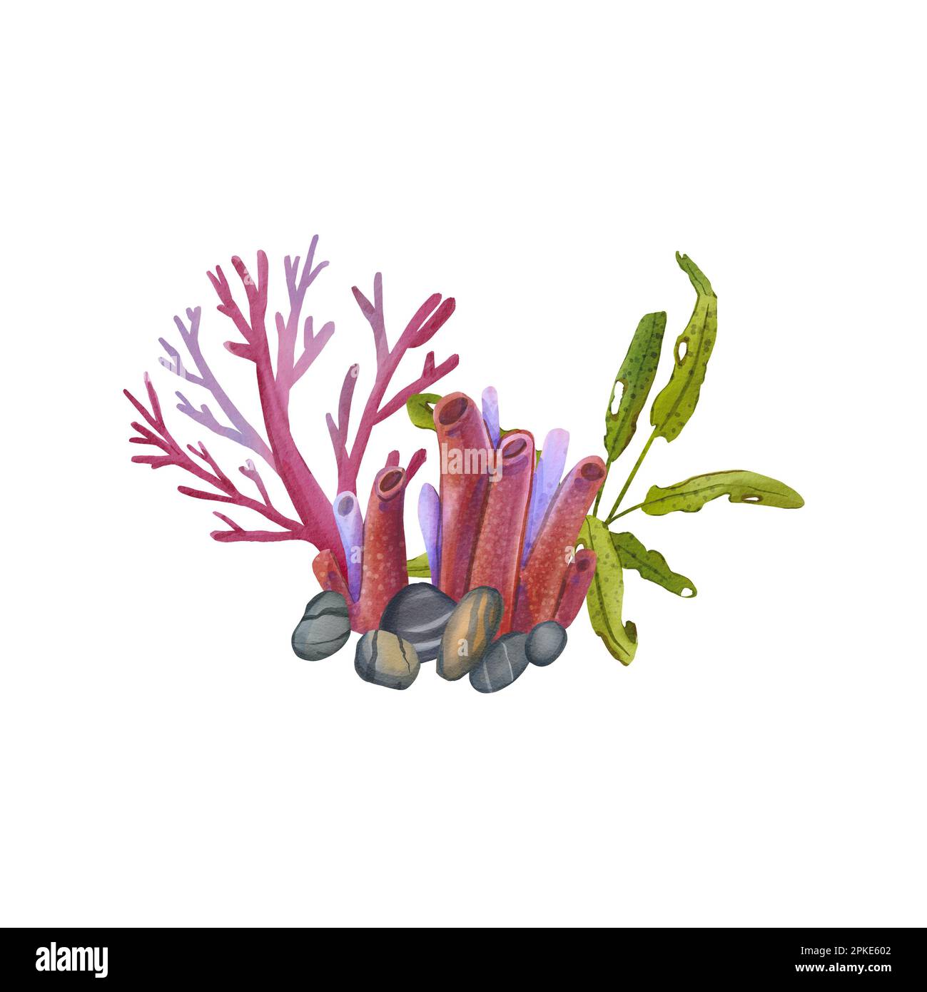 Corals and algae on the stone bottom isolated on white background ...