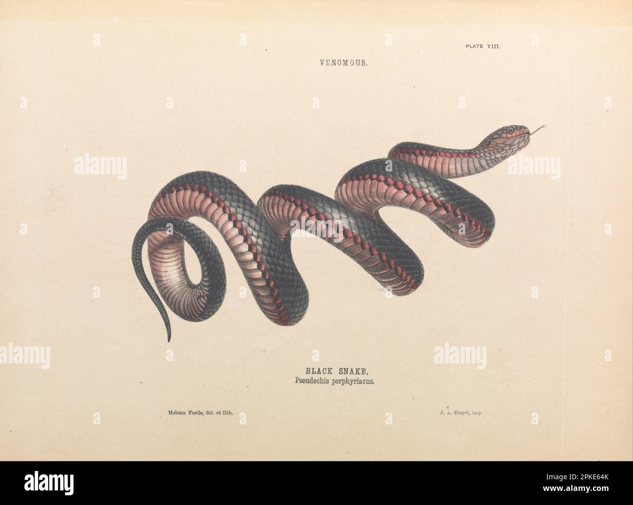 Pseudechis porphyriacus hi-res stock photography and images - Alamy