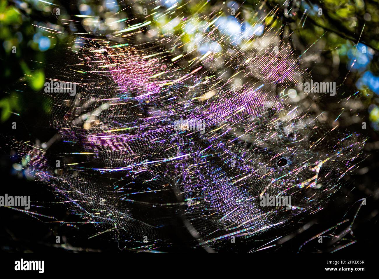 Spider web with psychedelic coloring due to the incidence of sunlight ...