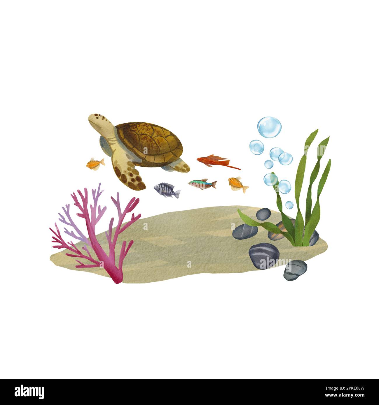 Algae reef hawaii Cut Out Stock Images & Pictures - Alamy