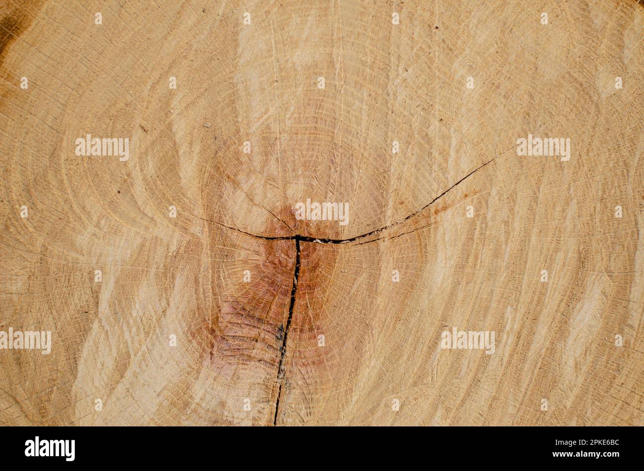 detail of a cut oak trunk Stock Photo - Alamy