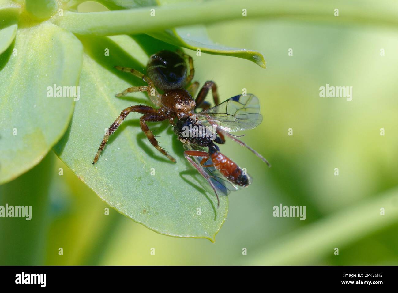 Female Napoleon Crab spider (Synema globosum) having catched a wasp ...