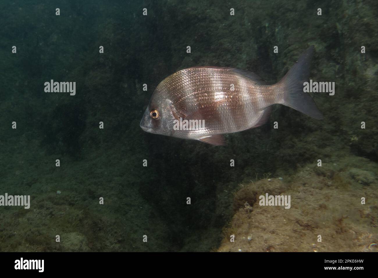Zebra sea bream (Diplodus cervinus) in Mediterranean Sea Stock Photo ...