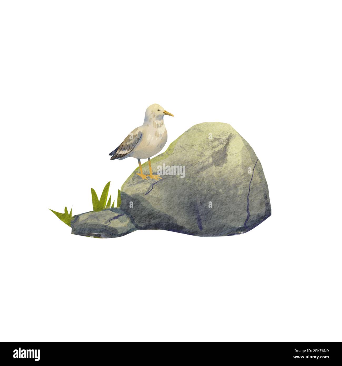 A sea gull sits on a stone and looks into the distance. Watercolor ...