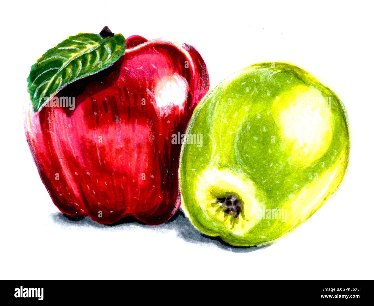 Green and red apples with leaf. JPEG botanical illustration of fruits ...