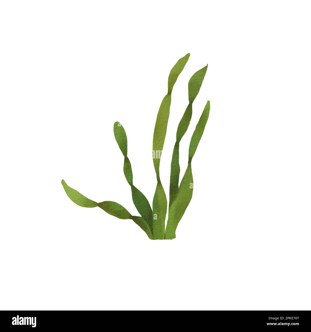 Green underwater algae. Watercolor illustration of marine plants. Long ...